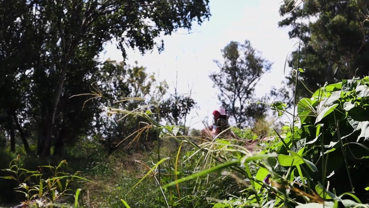 Walking with Nature at Modderfontein Reserve - YouTube