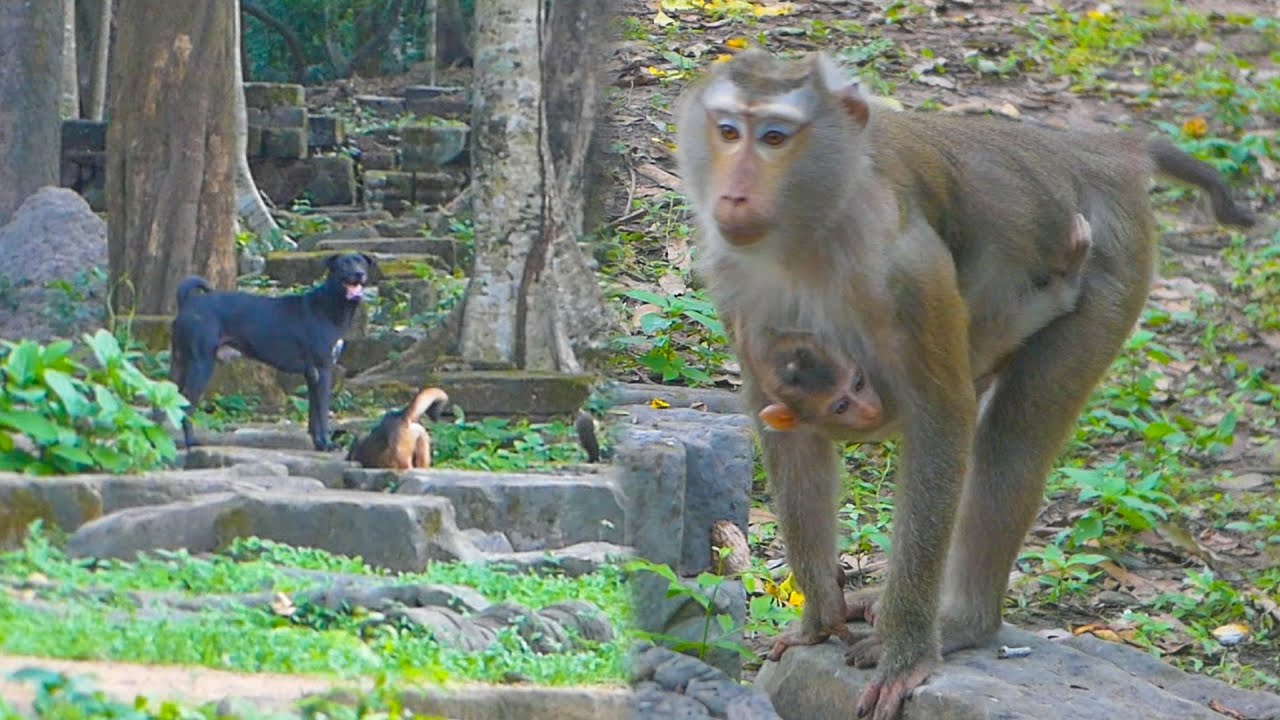 Gorgeous Lily rush to hug mama Libby cuz dogs standing and smile at her - YouTube