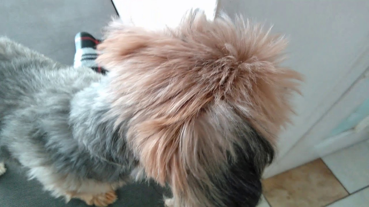 The point of view &All around Pets - YouTube