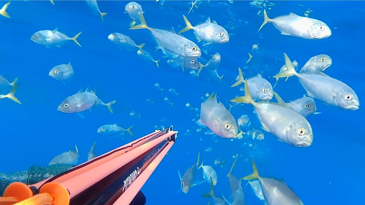 Spearfishing Malta - December 2023 - Massive shoal of runners - YouTube