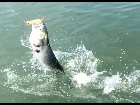 Giant Bluefish hitting topwater during Massive Feeding Frenzy! - YouTube