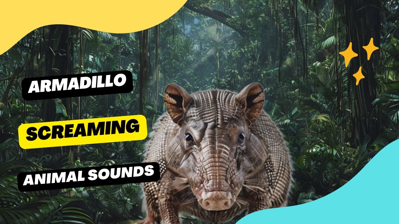 Armadillo Screaming / Animation - YouTube