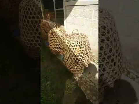 Pelihara Ayam filipine di kandang sempit SD Bangli #kandangayamsederhana #ayamjago