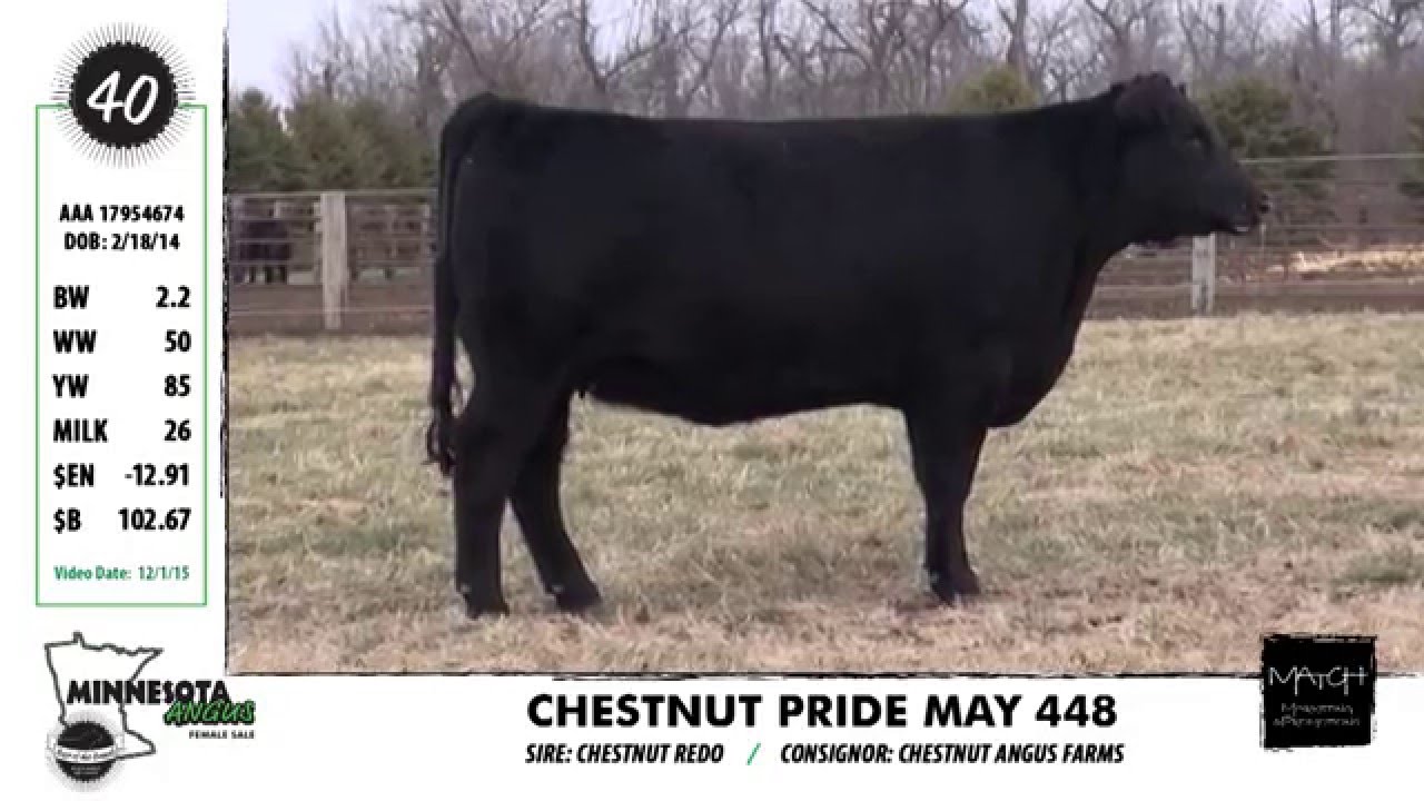 Best of Breeds MN Angus Female Sale - Lot 40 - YouTube