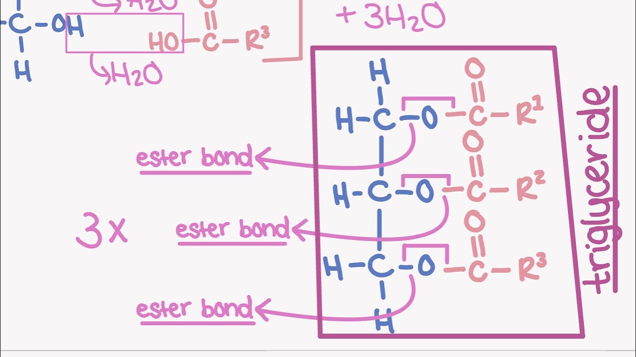 AQA A LEVEL BIOLOGY TOPIC 1.3 - lipids - YouTube