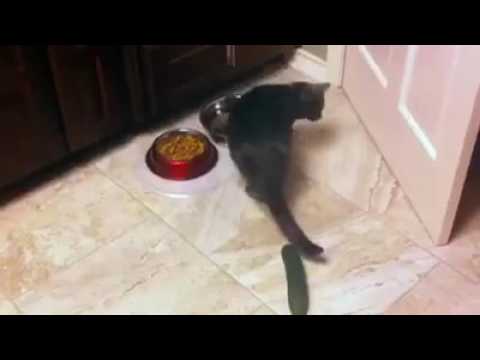 Kedilerin salatalıkla imtihanı