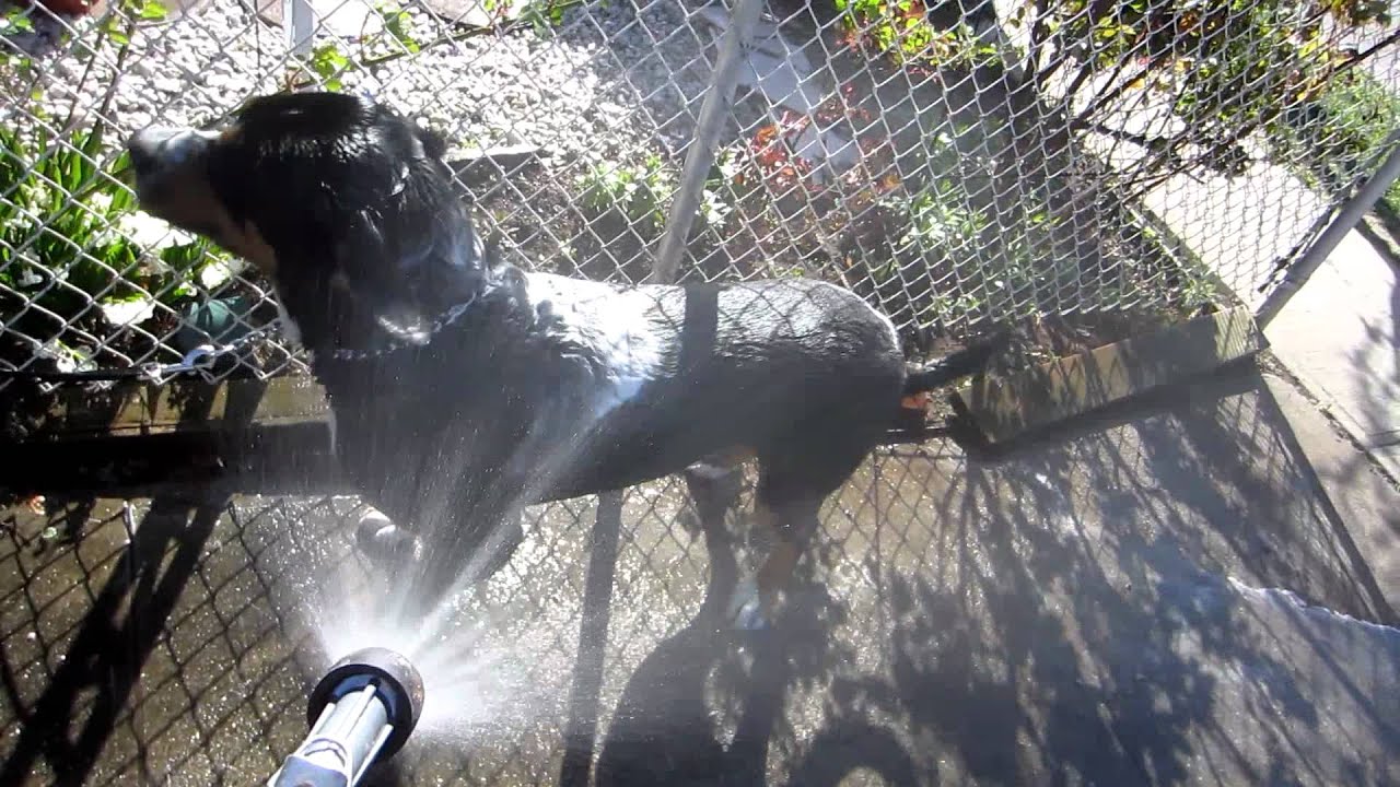 Oscar The Grouch Dog Gets A Bath - Swissy Style - YouTube