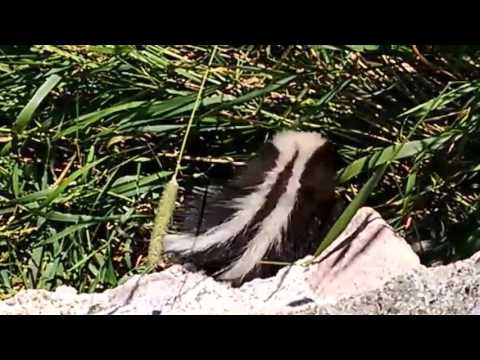 Adorable wild baby skunks wrestling - YouTube