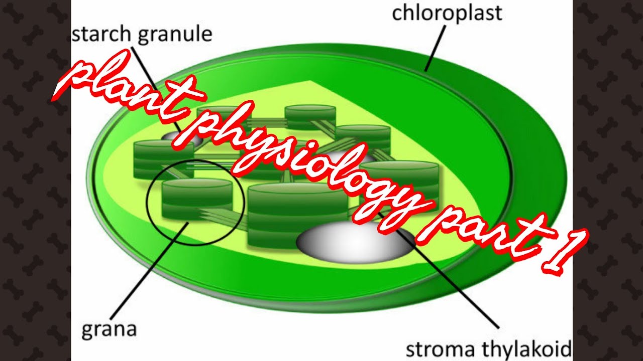 Plant Physiology Part 1 fun Learn YouTube plant-physiology-part-1-fun-learn-youtube