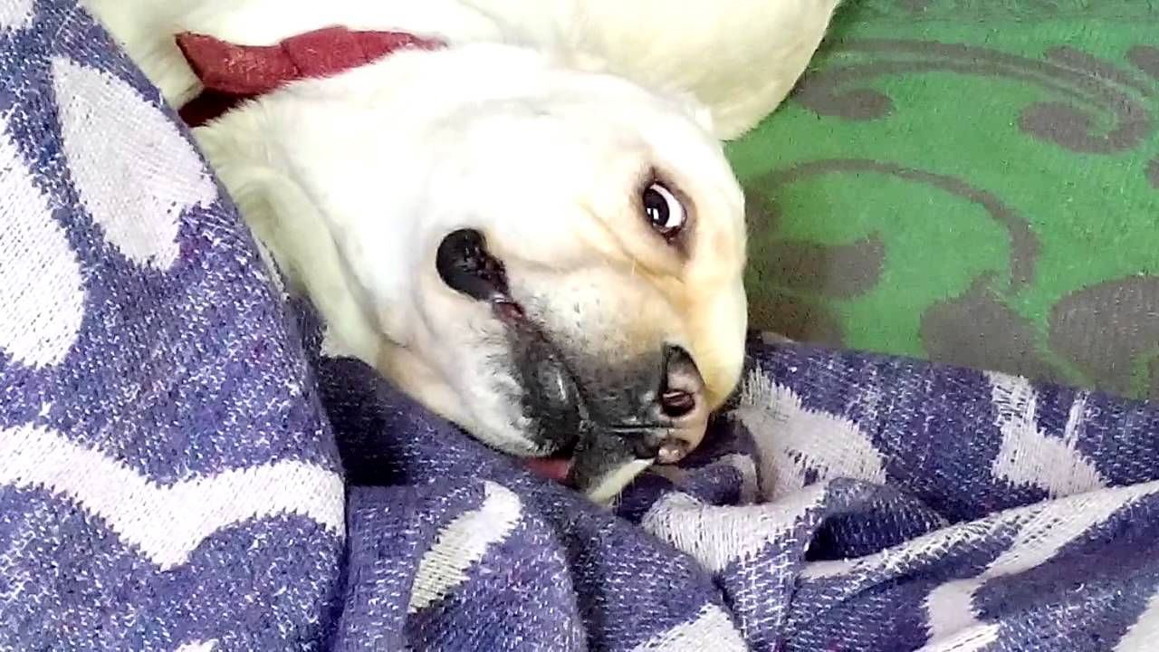 FUNNY STRIKER (DOG) EXPRESSIONS - YouTube