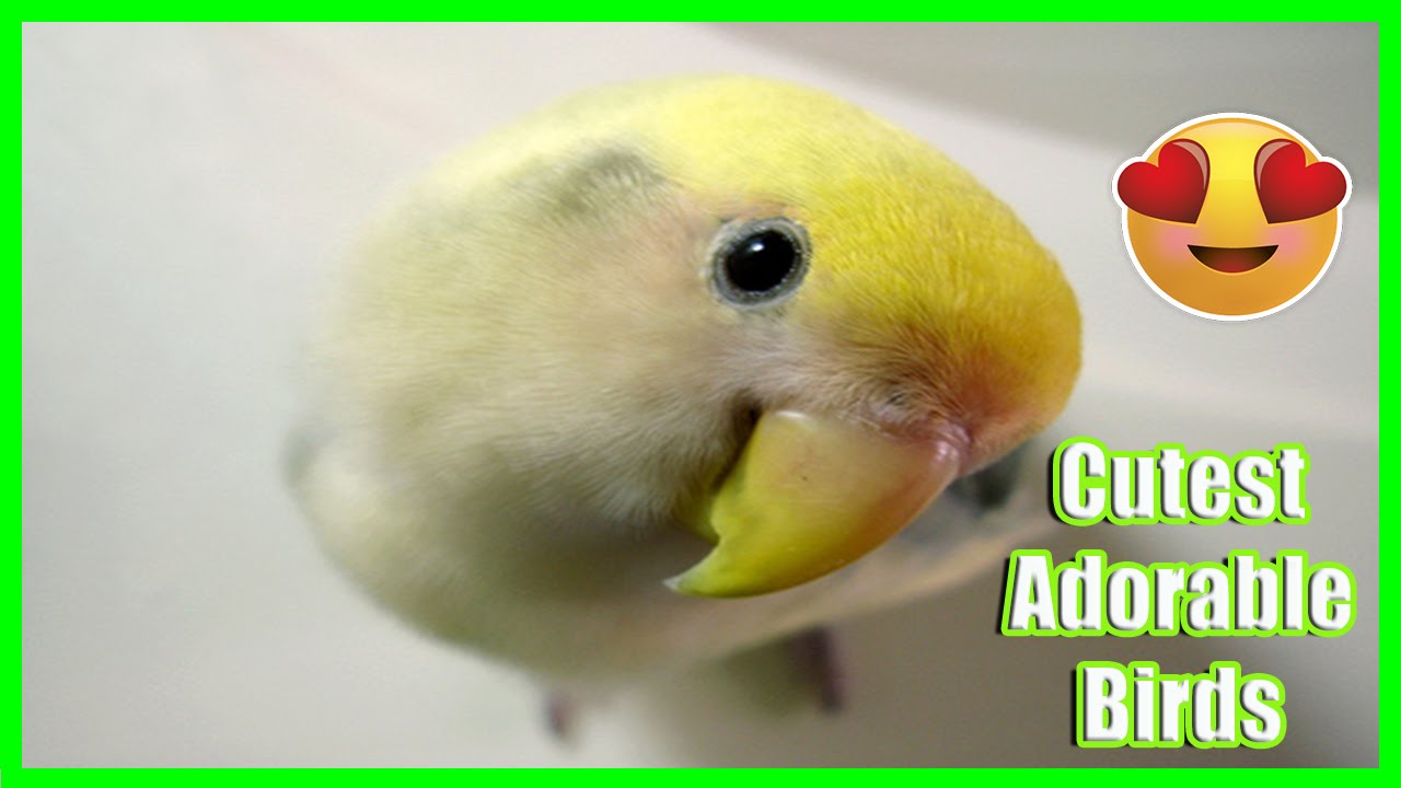 10 Cutest Adorable Birds - YouTube