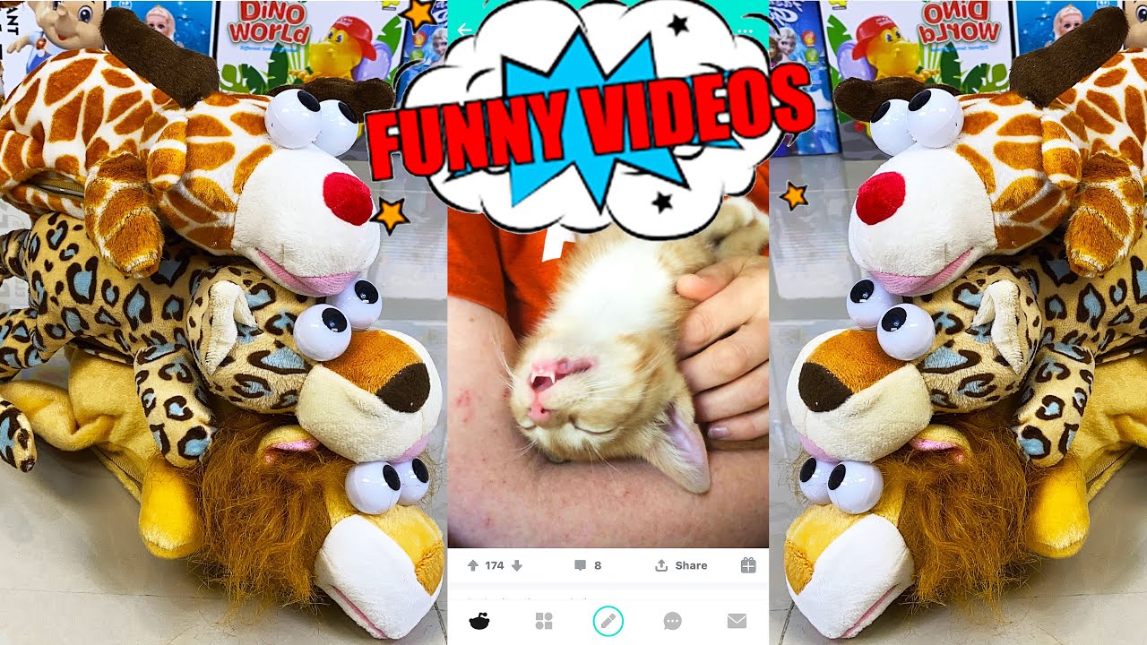 Tumbling Animals Reacting to Funny Videos - YouTube