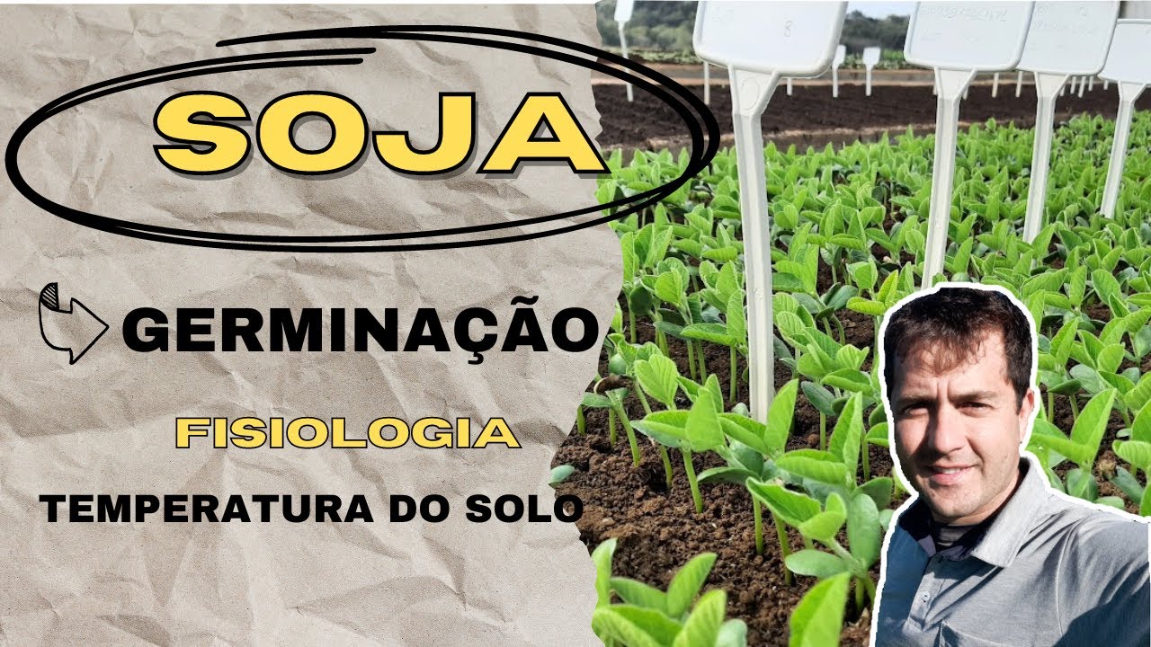 Fisiologia da Germinação da cultura da soja, temperatura para ...