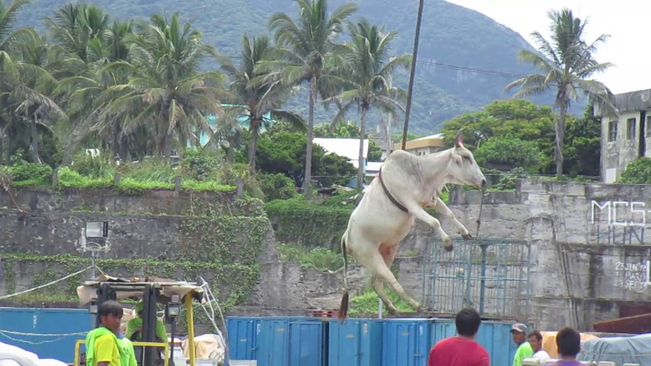 cow on a boat - YouTube