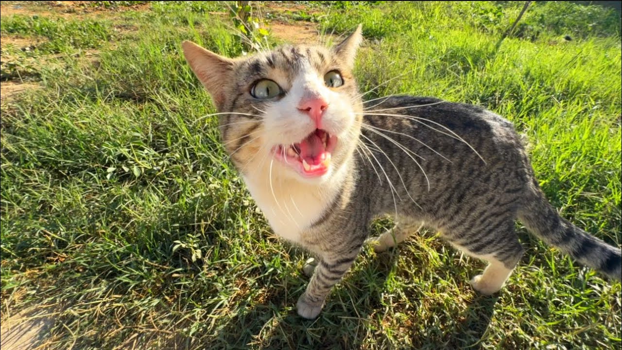 Stray cat meowing loudly to tell me she's hungry. - YouTube