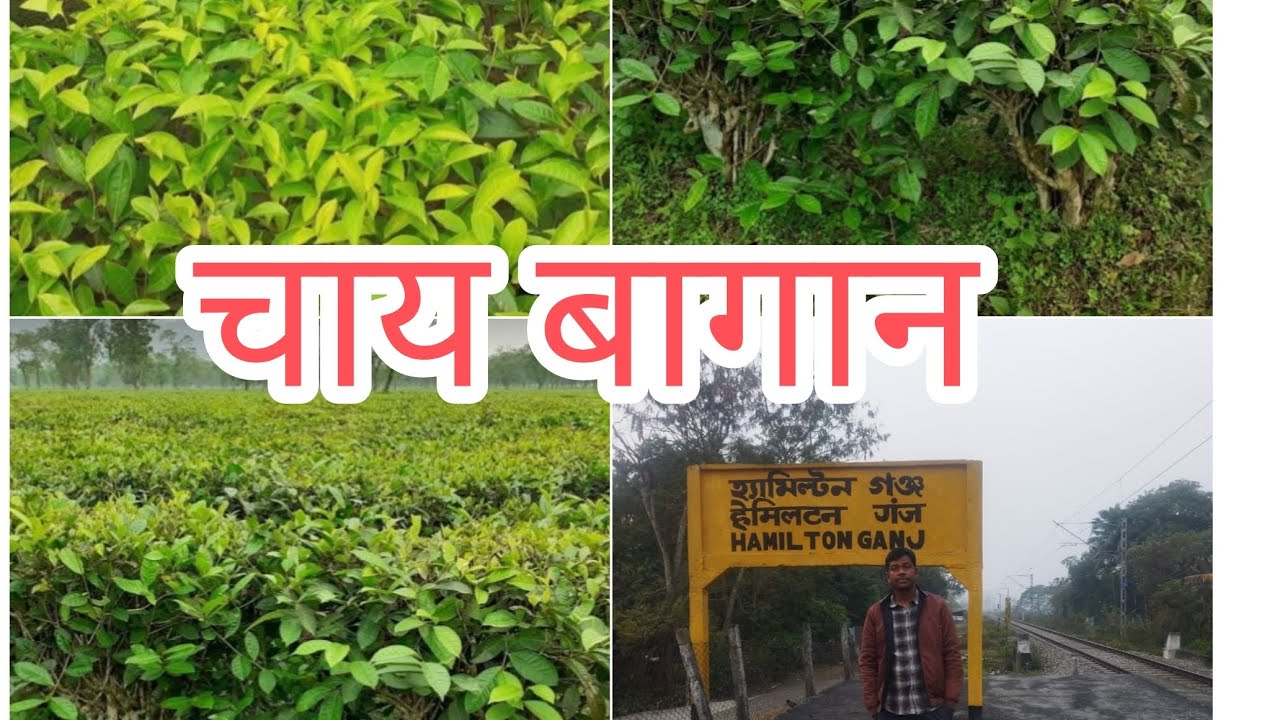 #Beautiful tea garden of alipur (Hamilton Ganj)🌿🌿🌿🌿🌿🌿🌿🌿🌿 - YouTube