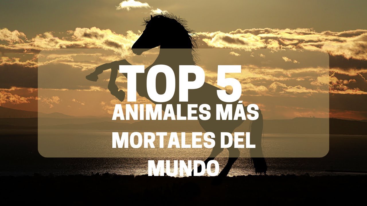 Los 5 animales más mortales del mundo - YouTube