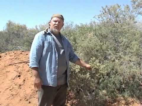 Chamisa Plant Survival Food - YouTube