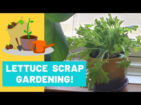 LETTUCE SCRAP GARDENING | REGROW FOOD OUT STORE BOUGHT VEGGIES! - YouTube