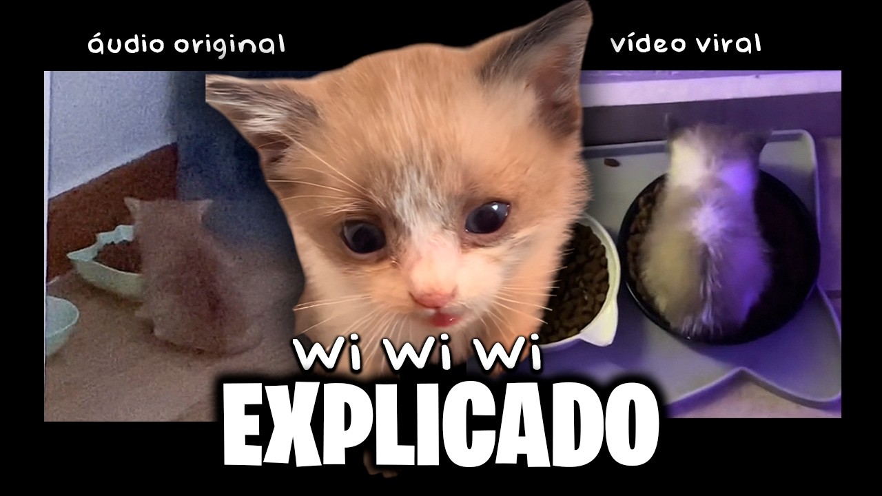 GATO WI WI WI — DE ONDE VEIO O MEME? - YouTube