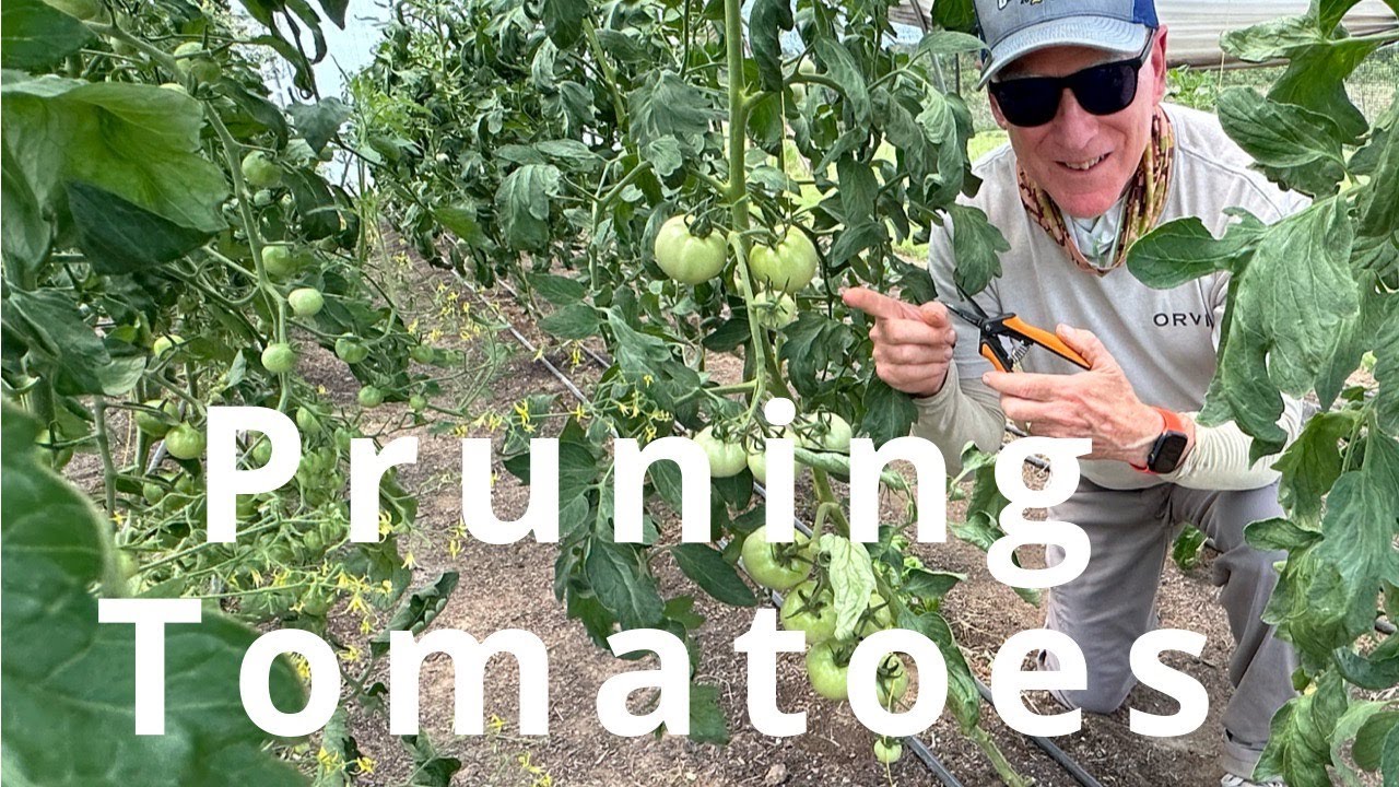 Pruning Tomatoes Hack! - YouTube