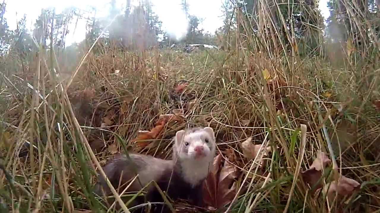 Four ferrets enjoying their first play in the rain - YouTube