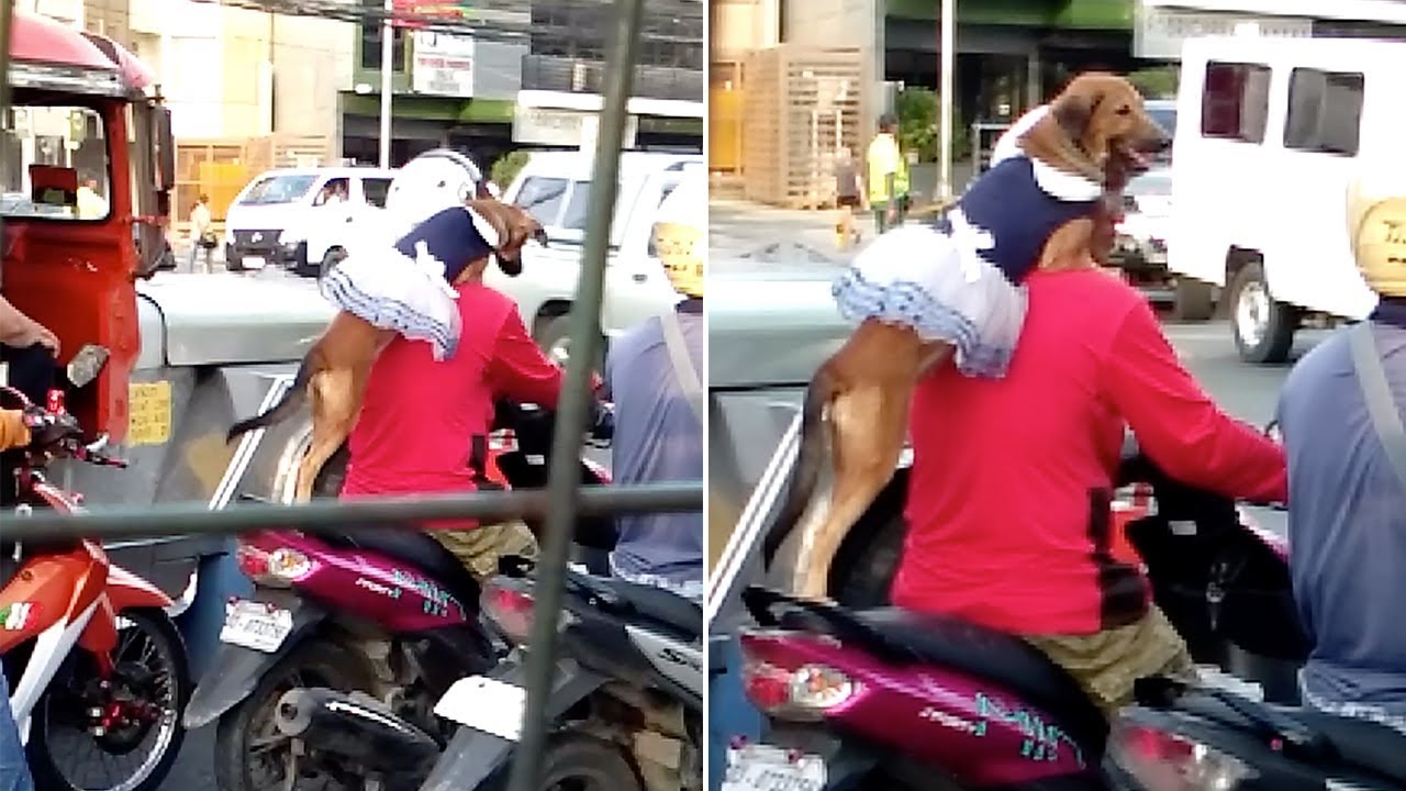 Dog In A Dress Rides Pillion On Motorcycle - YouTube