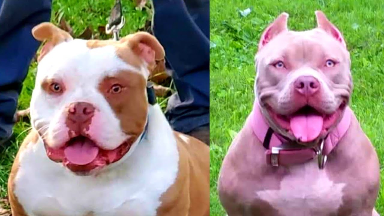 Bully Breeding Chico x Remy - YouTube