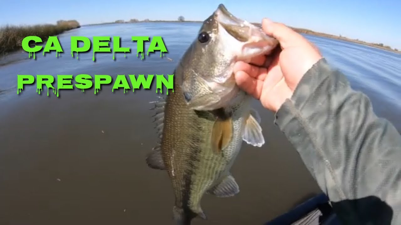 Ca Delta Bass Fishing. (PRE SPAWN 2019) - YouTube
