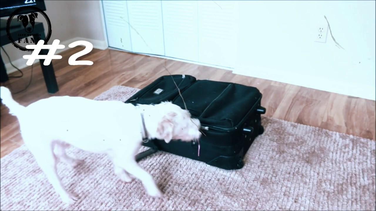 7 Weird Things Jack Russell Does - YouTube