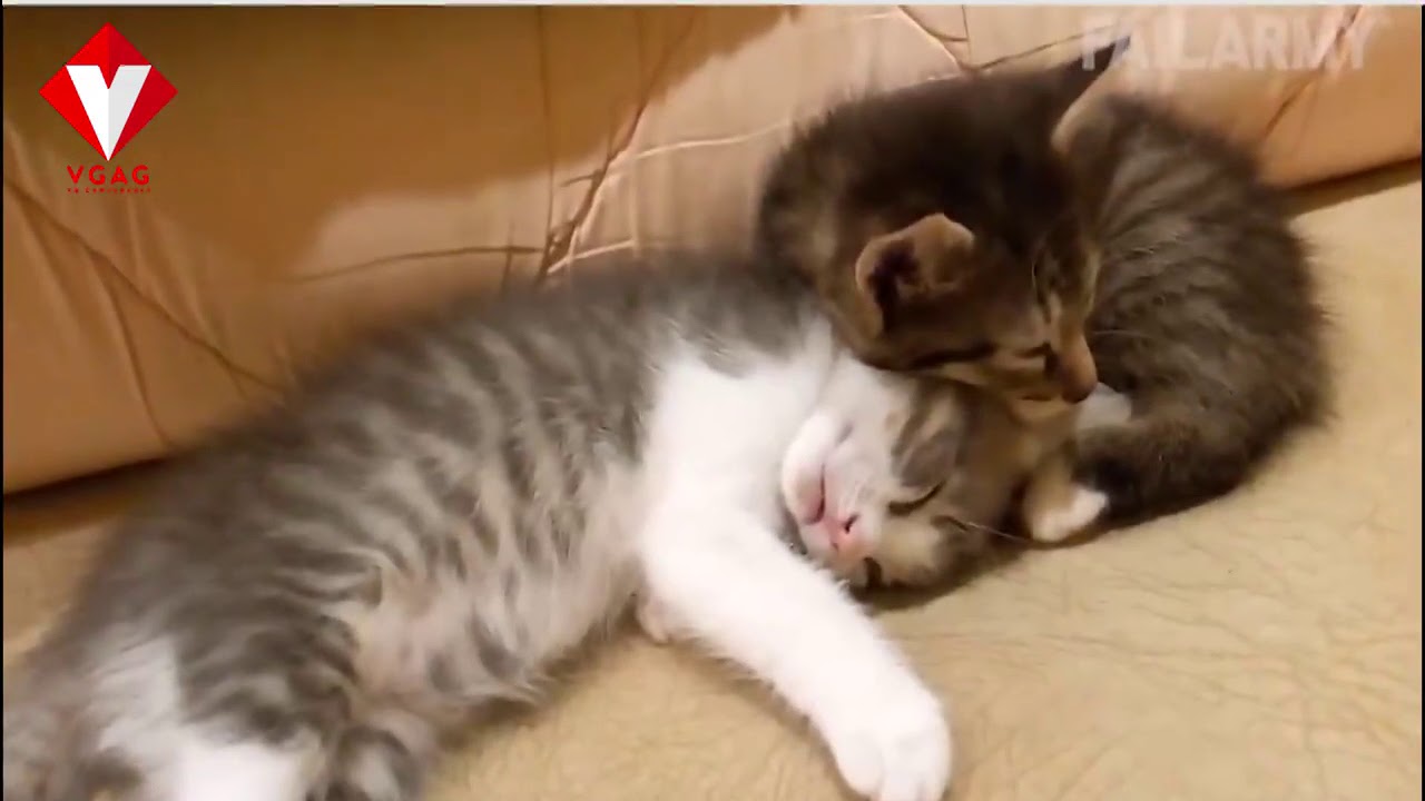 HAHA funny Cat - YouTube