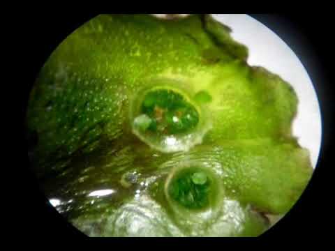 Liverwort Gemmae Cups - YouTube