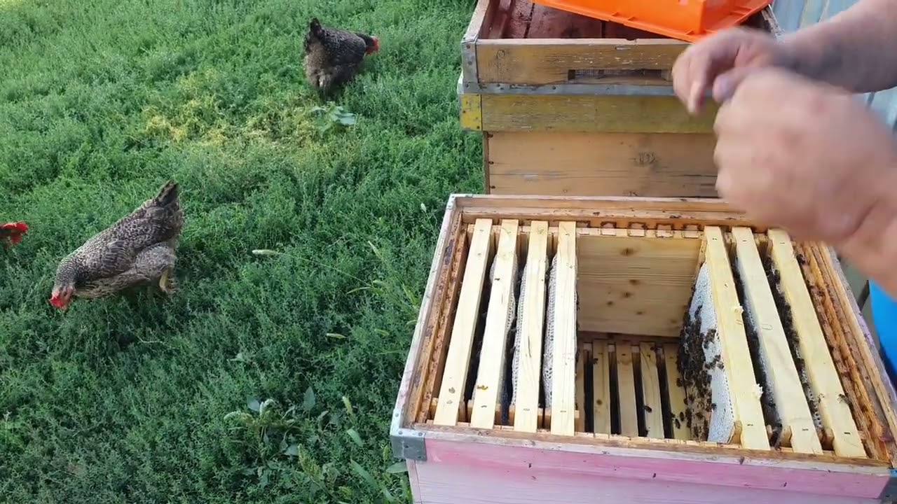 Cum se prezintă stupul Warre ??? O fi bine ? - YouTube