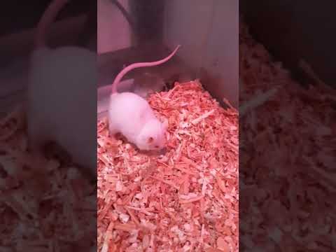 Doding Daga - YouTube