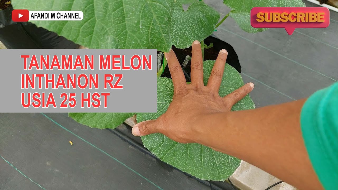 Review Sekejap Tanaman Melon Inthanon rz usia 25 HST di Greenhouse ...