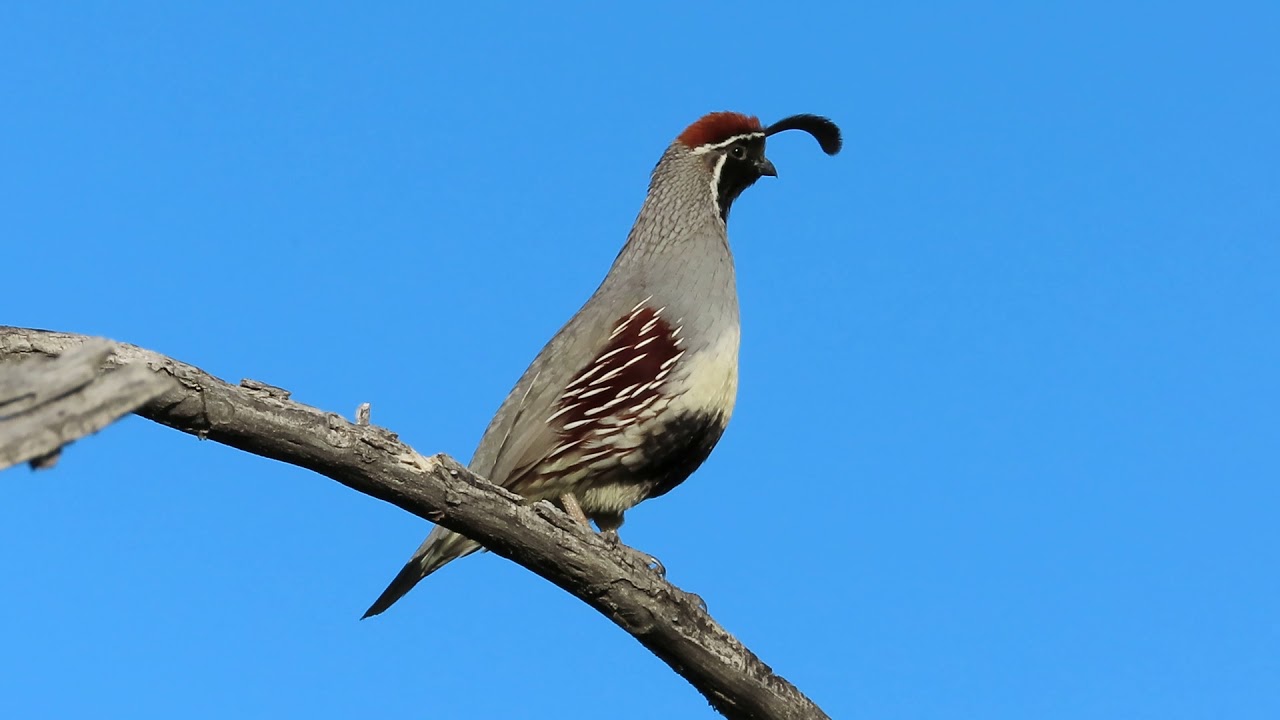 Tucson Sabino Canyon Gambel's Quail - YouTube