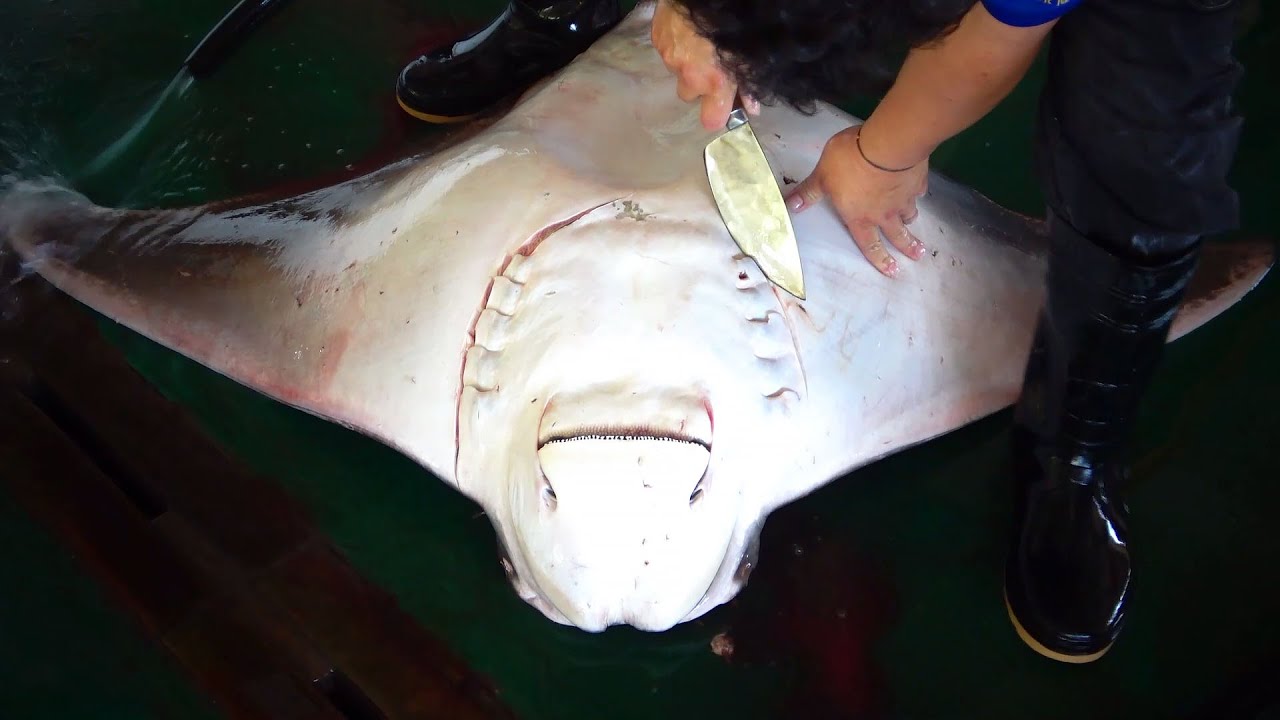 Never Seen Before - Very Rare Fish Cutting (Giant Manta ray , Puffer ...