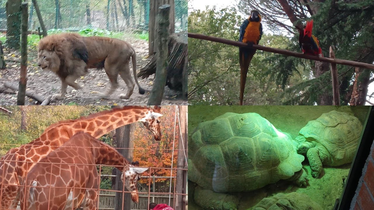 #Lo Zoo di Pistoia#The Pistoia Zoo# - YouTube