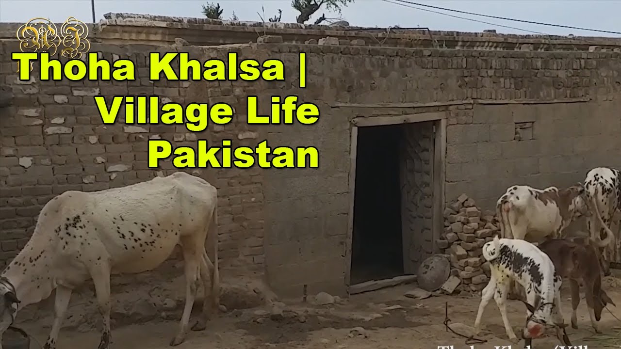 Thoha Khalsa | Village Life Pakistan | (COVID-19) Impact on Village ...