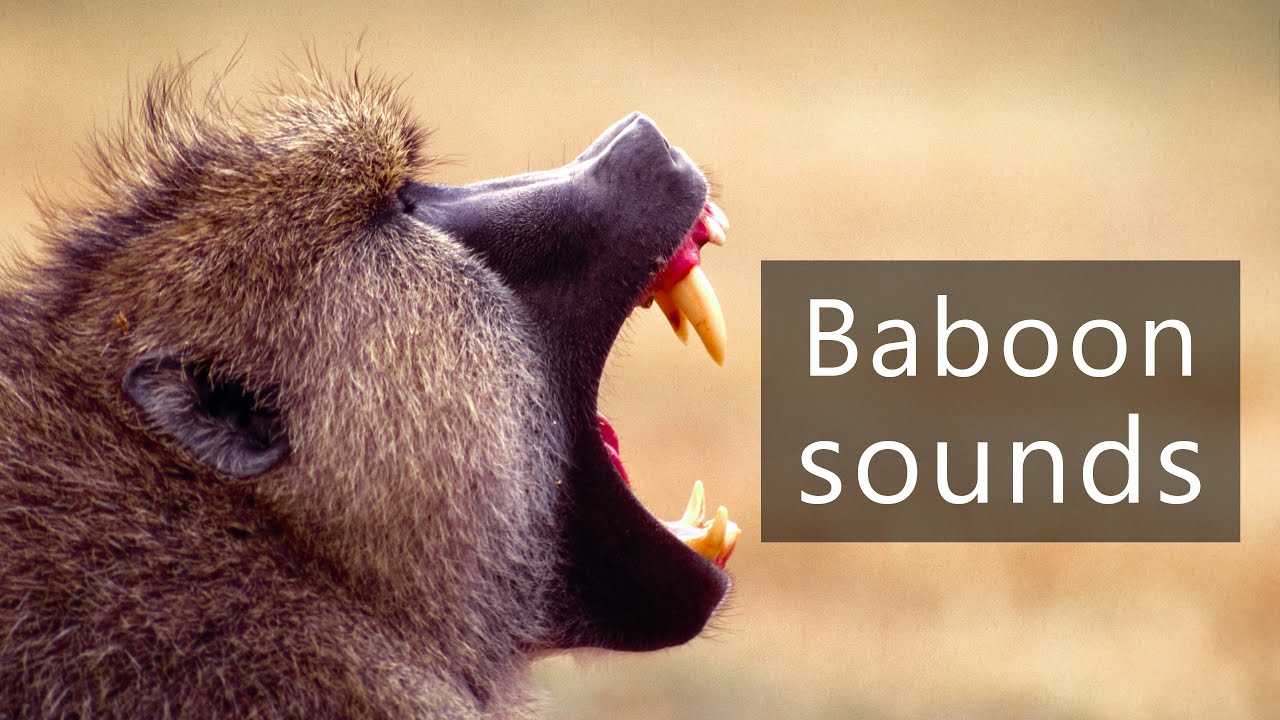 Baboon barks and sounds - YouTube