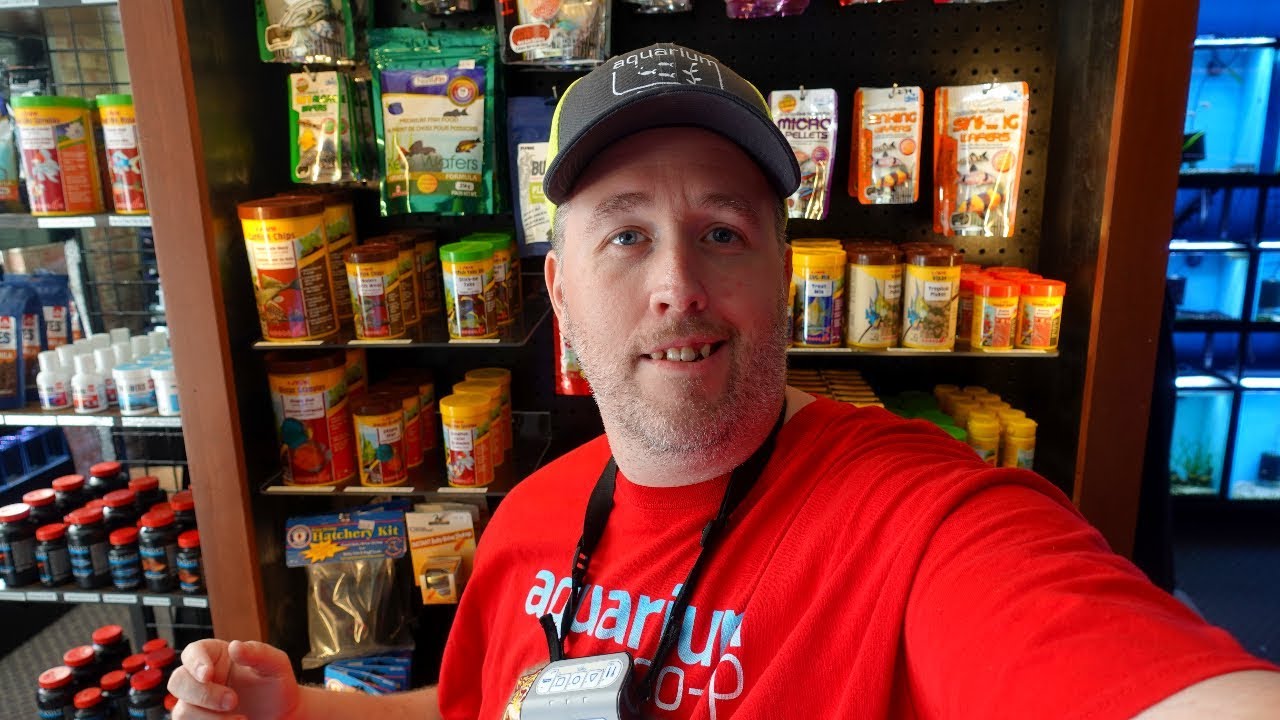 How to choose a GREAT Fish Food [Live Stream] - YouTube
