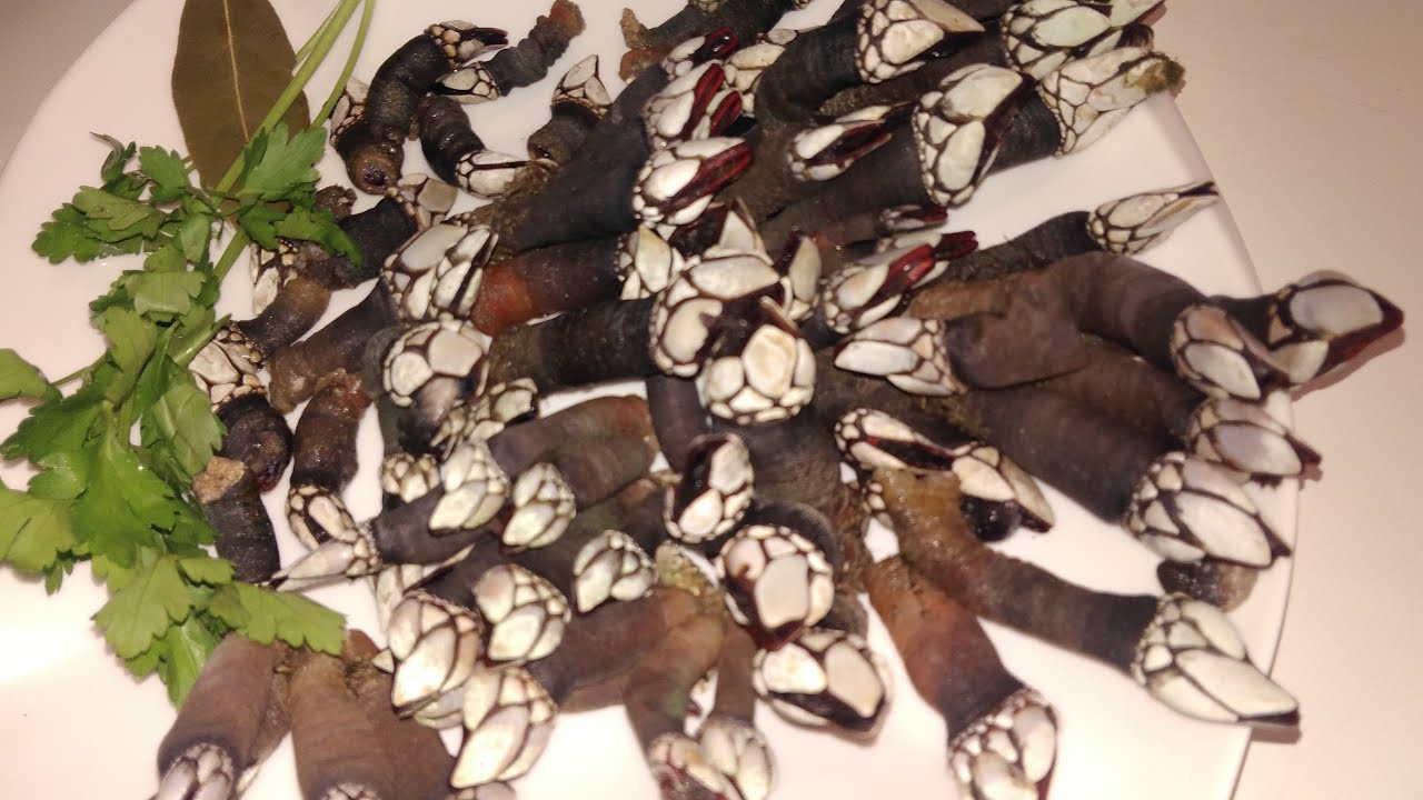 CÓMO COCINAR Y ABRIR PERCEBES - COOKING & EATING BARNACLES - YouTube