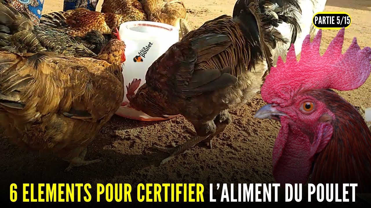 FORMULE ALIMENTAIRE, 6 CHOSES à vérifier dans VOTRE ALIMENT DU POULET ...