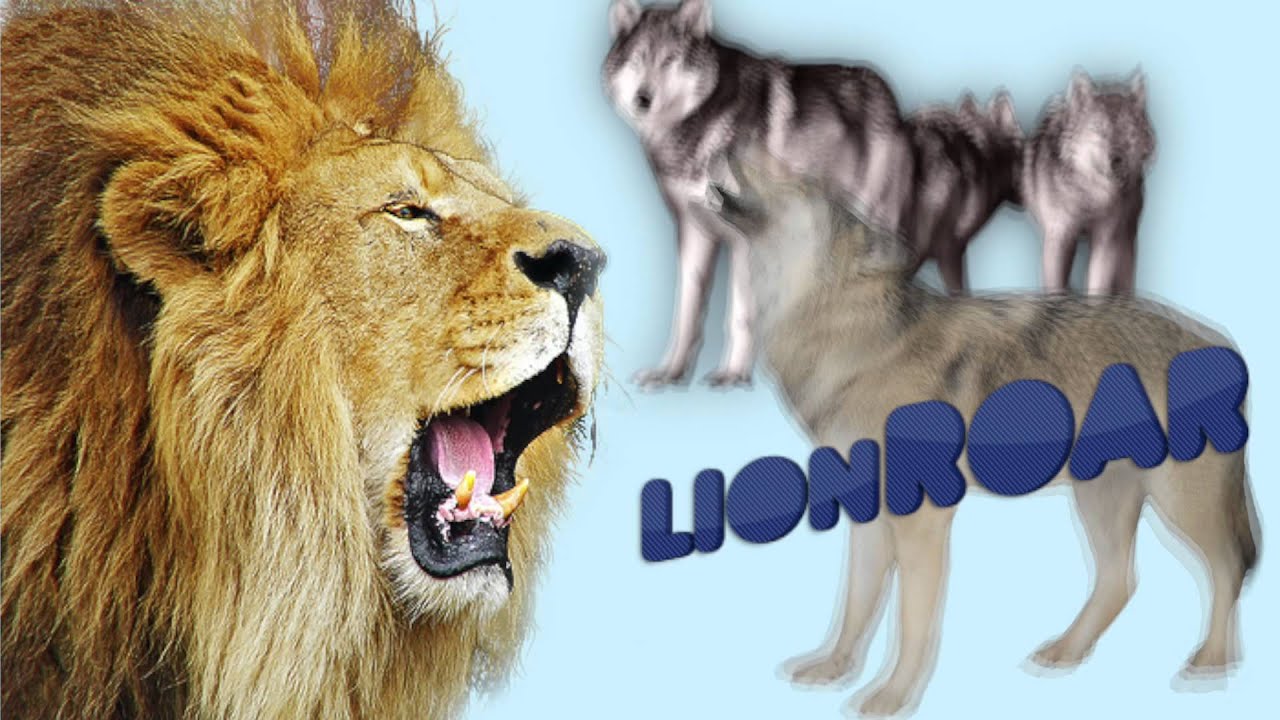 Lion VS Fox (Machiavelli) - YouTube