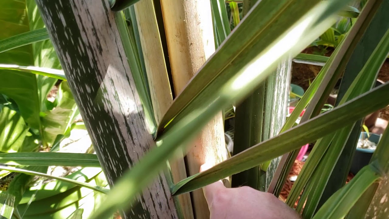 Why People Pay Big Prices For These Weird Palm Traits. - YouTube