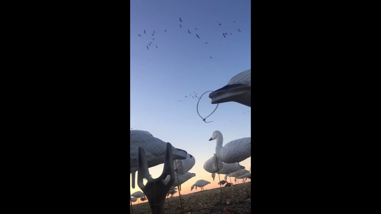 Late Goose Hunt, Biggs California - 02/09/2020 - YouTube