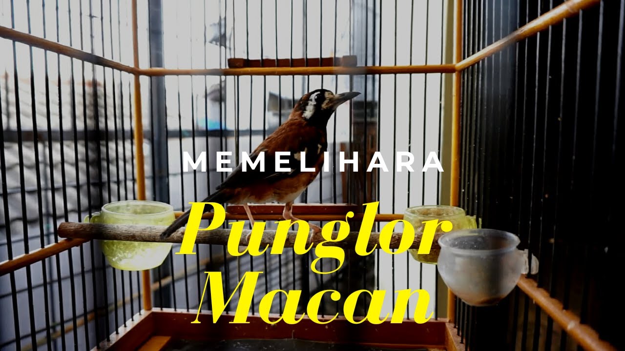 Pengalaman Pertama Memelihara Burung PUNGLOR MACAN (AMPENAN) - YouTube