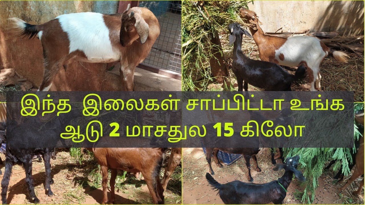 ஆடு வளா்ப்பு|aadu valarpu|வீட்டில் ஆடு வளர்ப்பு முறை|Goat farm in tamil ...