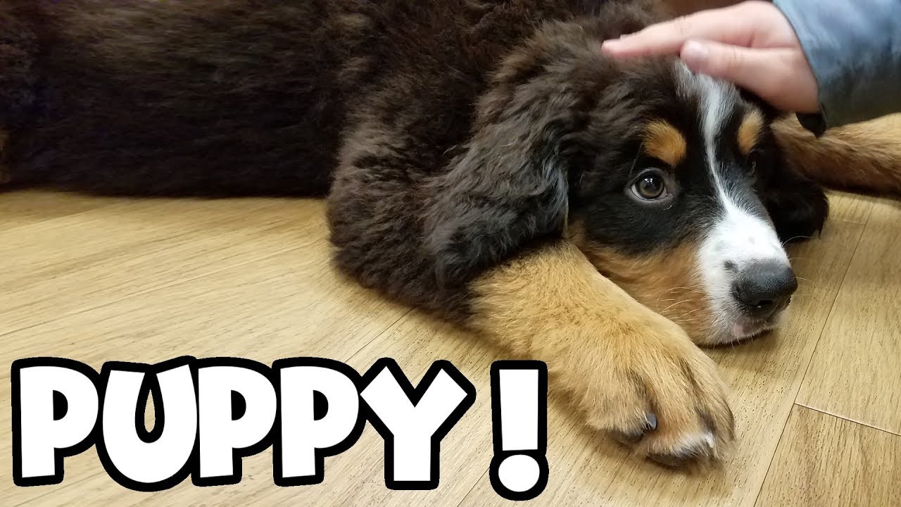 Super Cute Puppy Bites Too Much! - YouTube