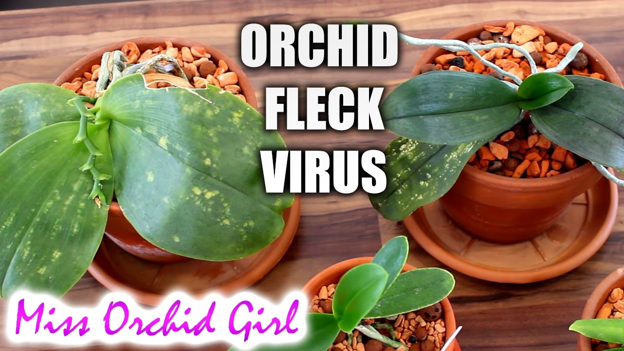 Orchid fleck virus - symptoms, transsmition, consequences - YouTube
